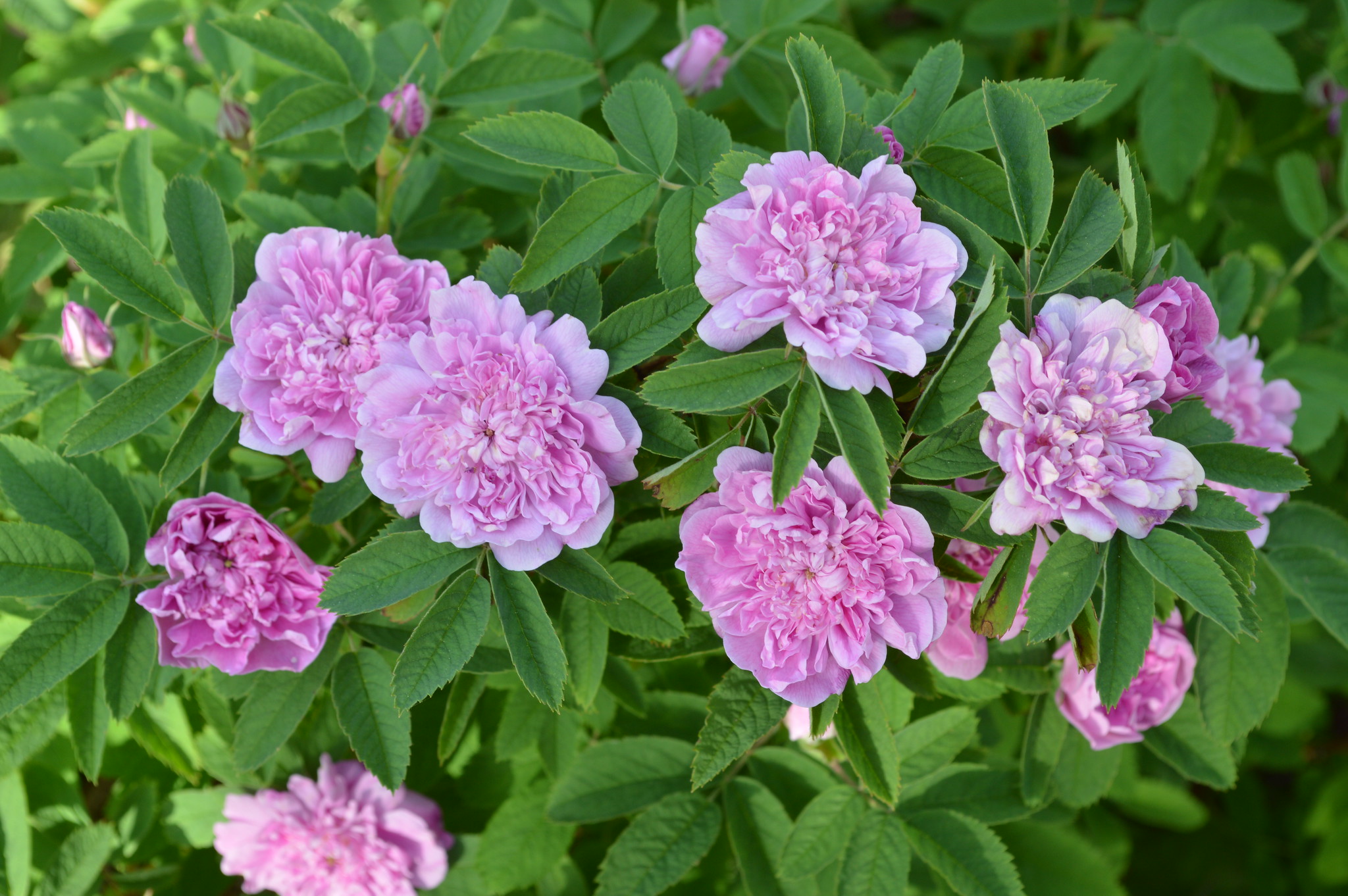 Get to know the SRIO Board – David A. Anderson, Part II – Swedish Roots ...